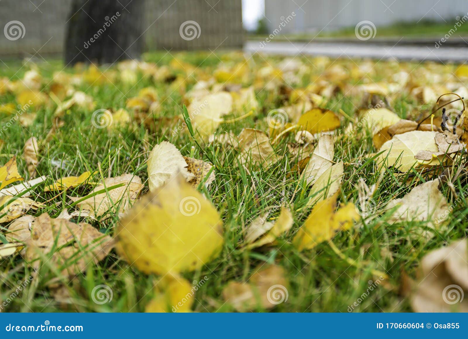 Brown Leaves on Grass Lawn in Fall Stock Photo - Image of road, grass ...