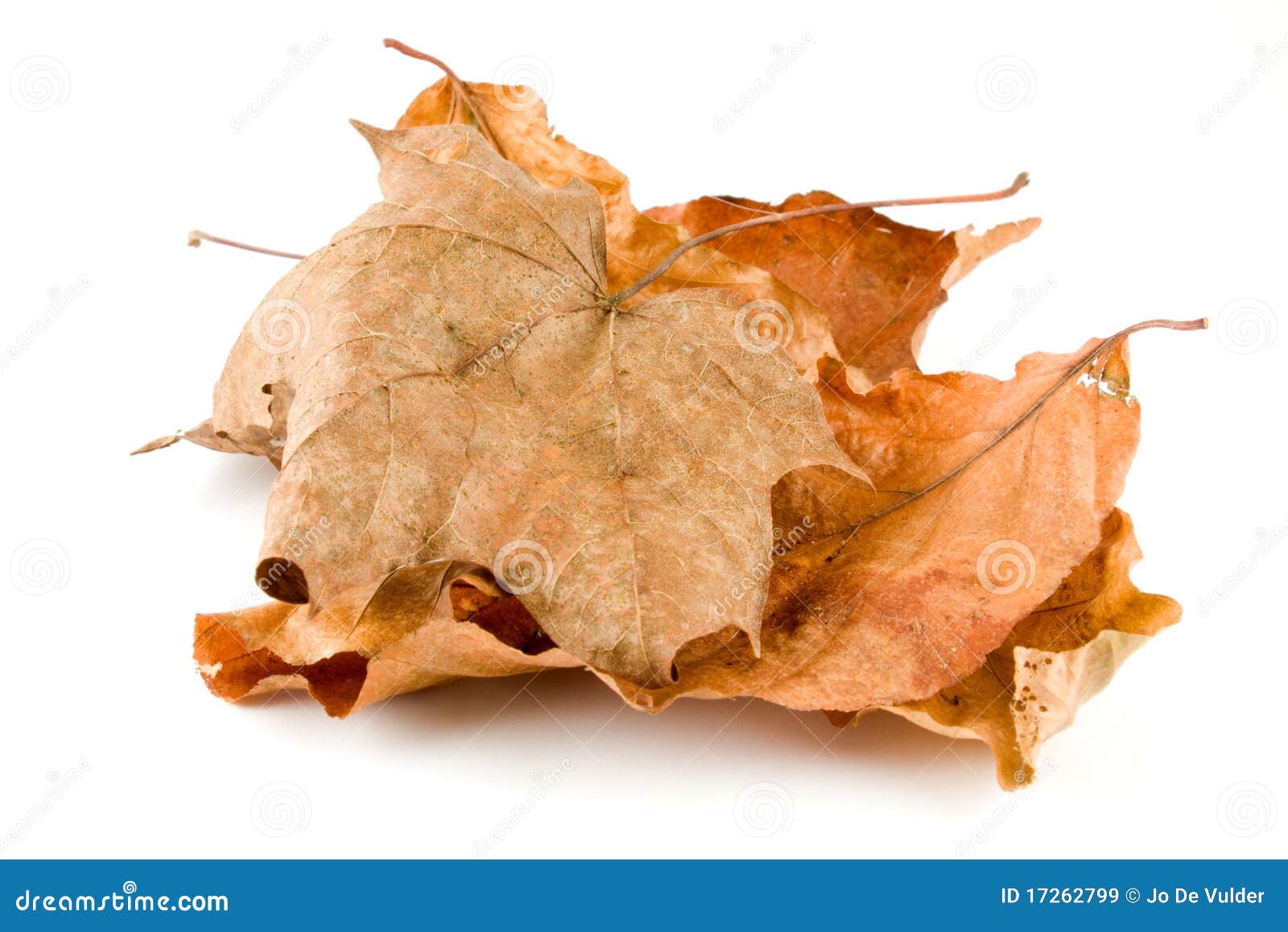 Brown Leaves Isolated on a White Background Stock Image - Image of fall ...