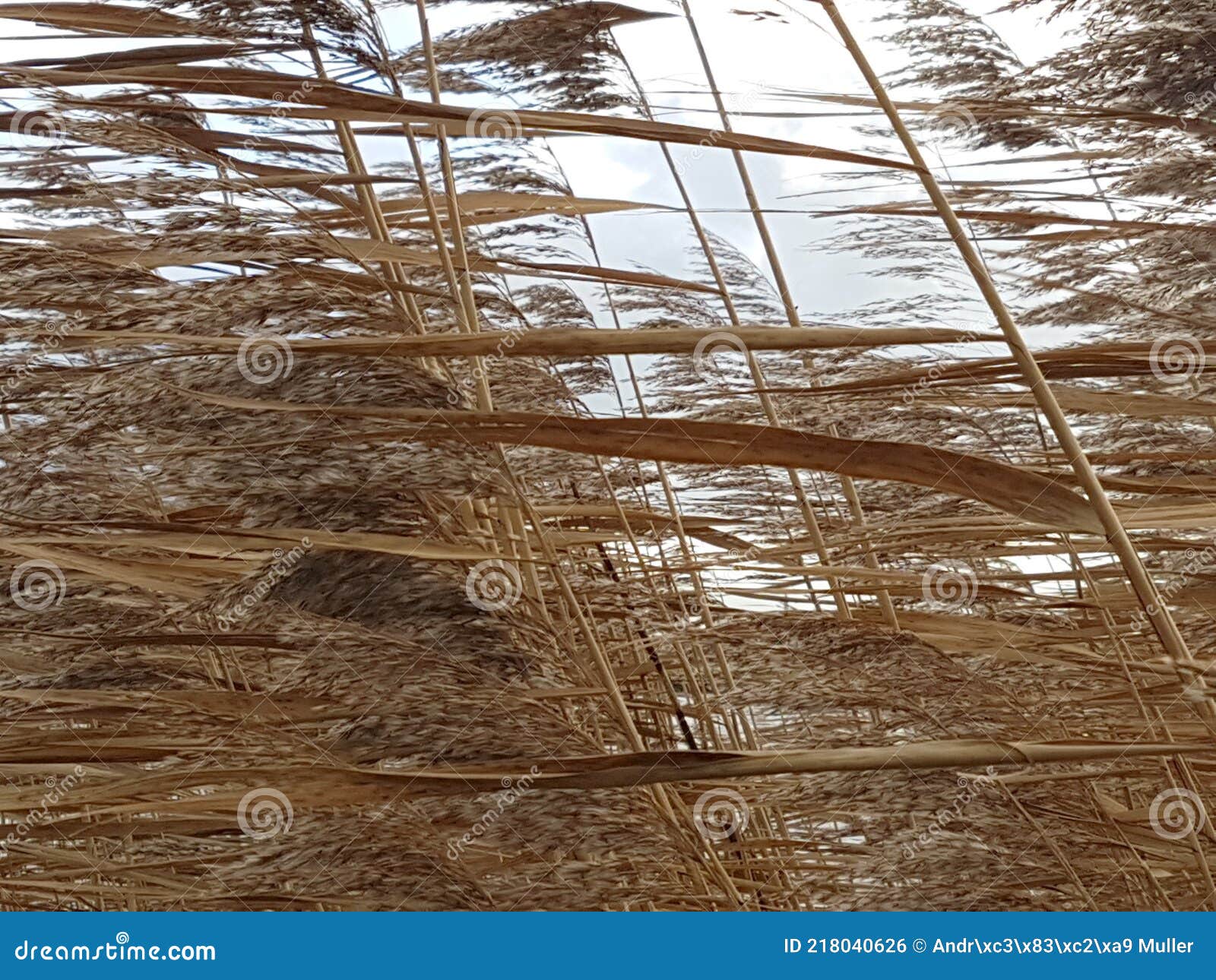 Brown Leaves of Reed during a Storm Stock Photo - Image of field ...