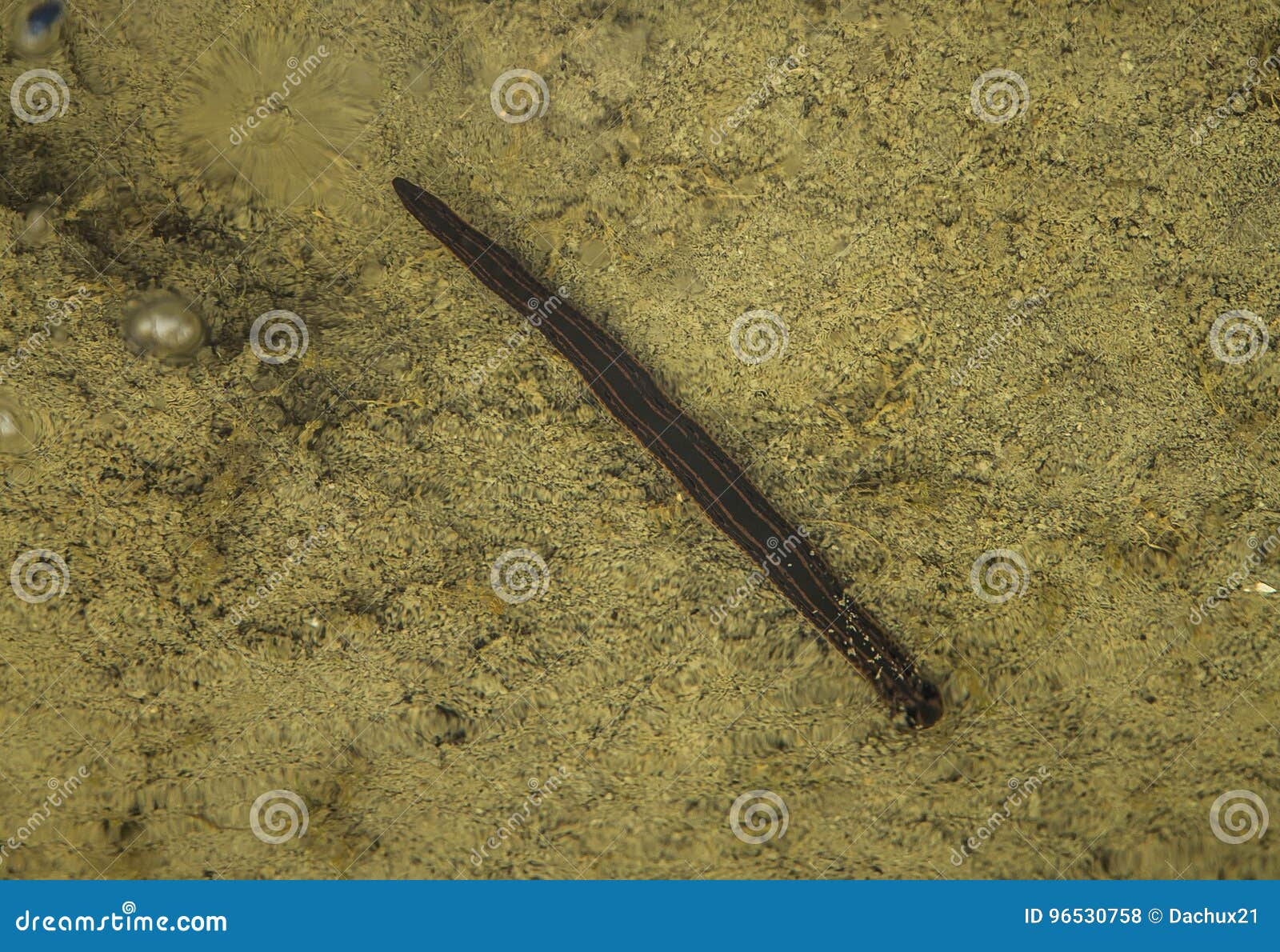 A Brown Leech Swimming in a Shallow Pond Stock Photo - Image of suck ...