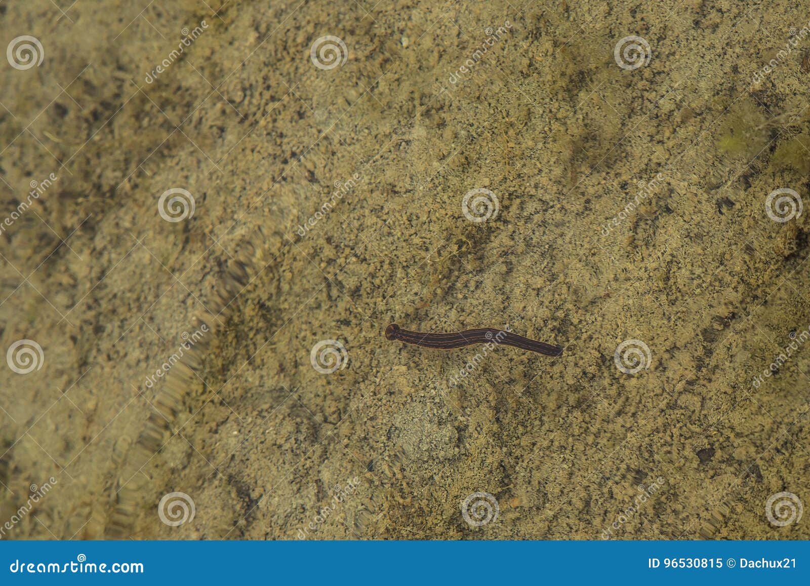 A Brown Leech Swimming in a Shallow Pond Stock Image - Image of latvia ...