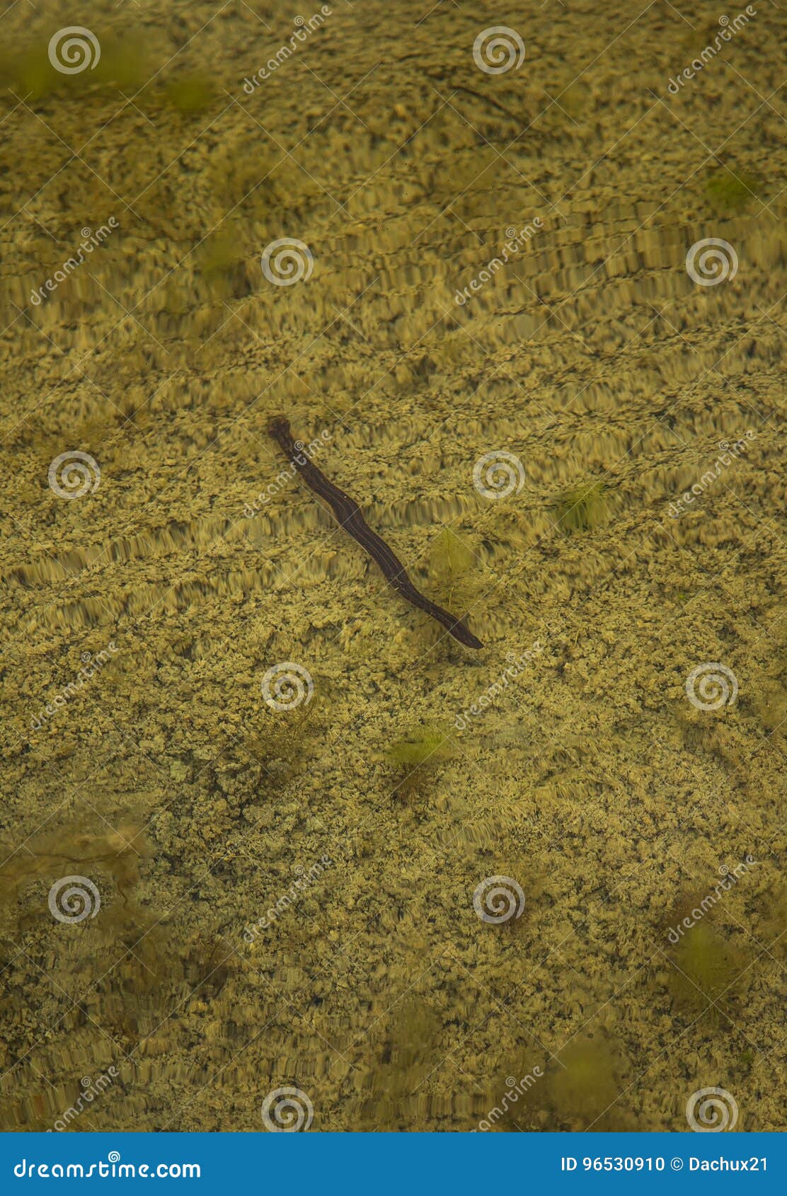 A Brown Leech Swimming in a Shallow Pond Stock Photo - Image of green ...