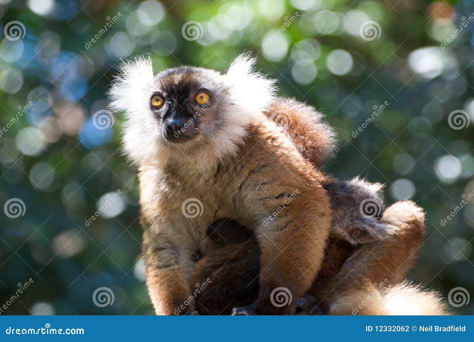 Brown Lemur stock photo. Image of komba, female, lemur - 12332062