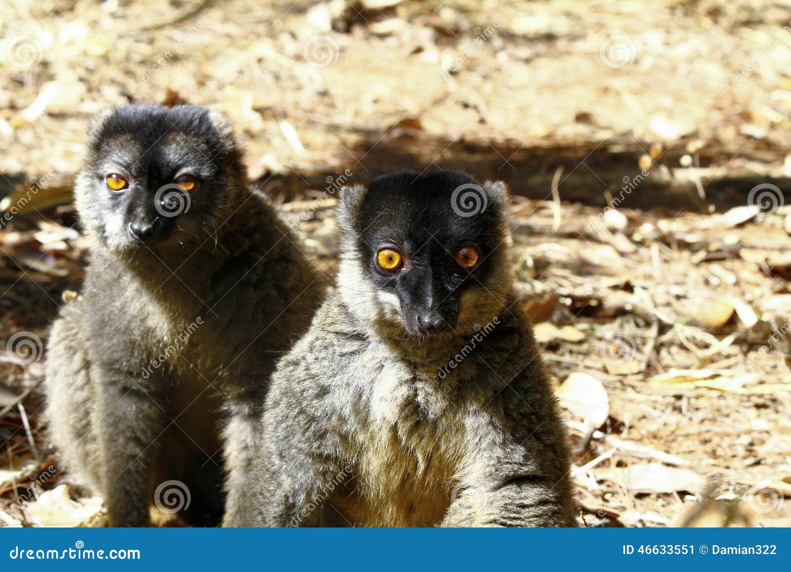 Brown Lemur (Eulemur Fulvus Fulvus), Madagascar Stock Image - Image of ...