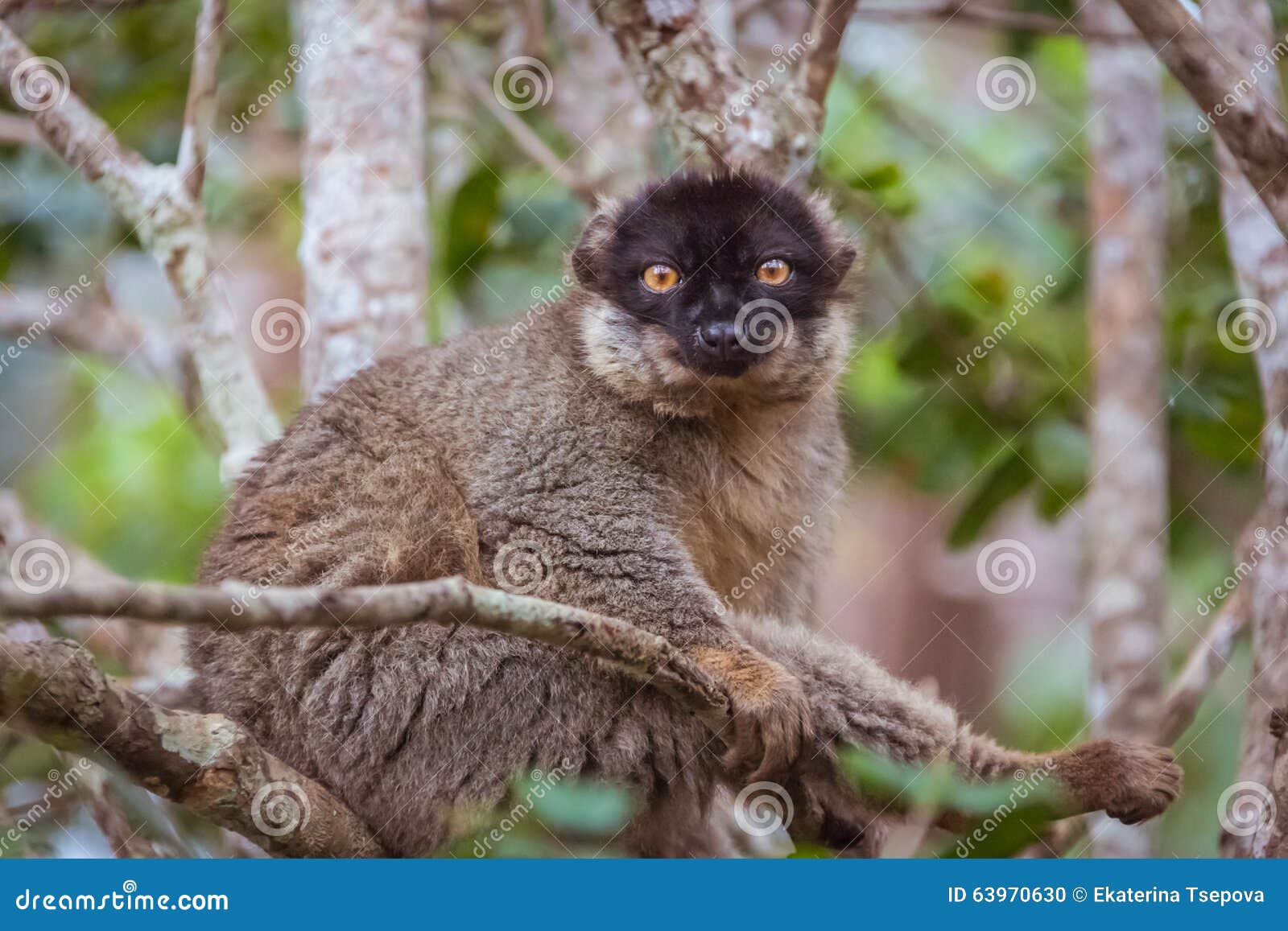 Brown lemur on tree stock photo. Image of green, madagascar - 63970630