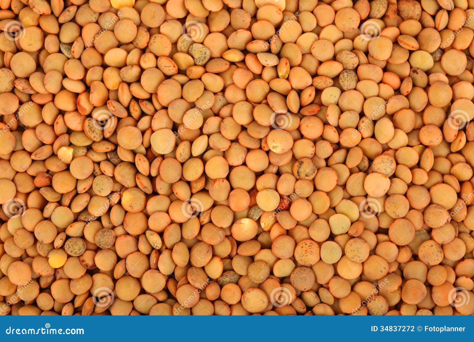 Brown lentil seeds stock photo. Image of plant, close - 34837272
