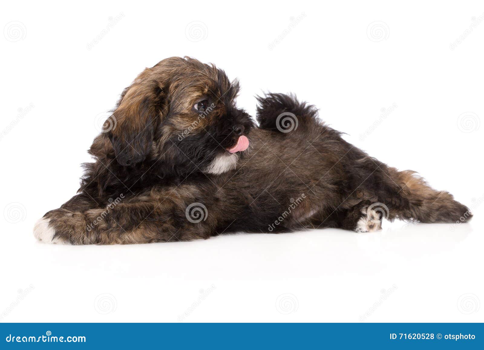 Brown lhasa apso puppy stock photo. Image of adorable - 71620528