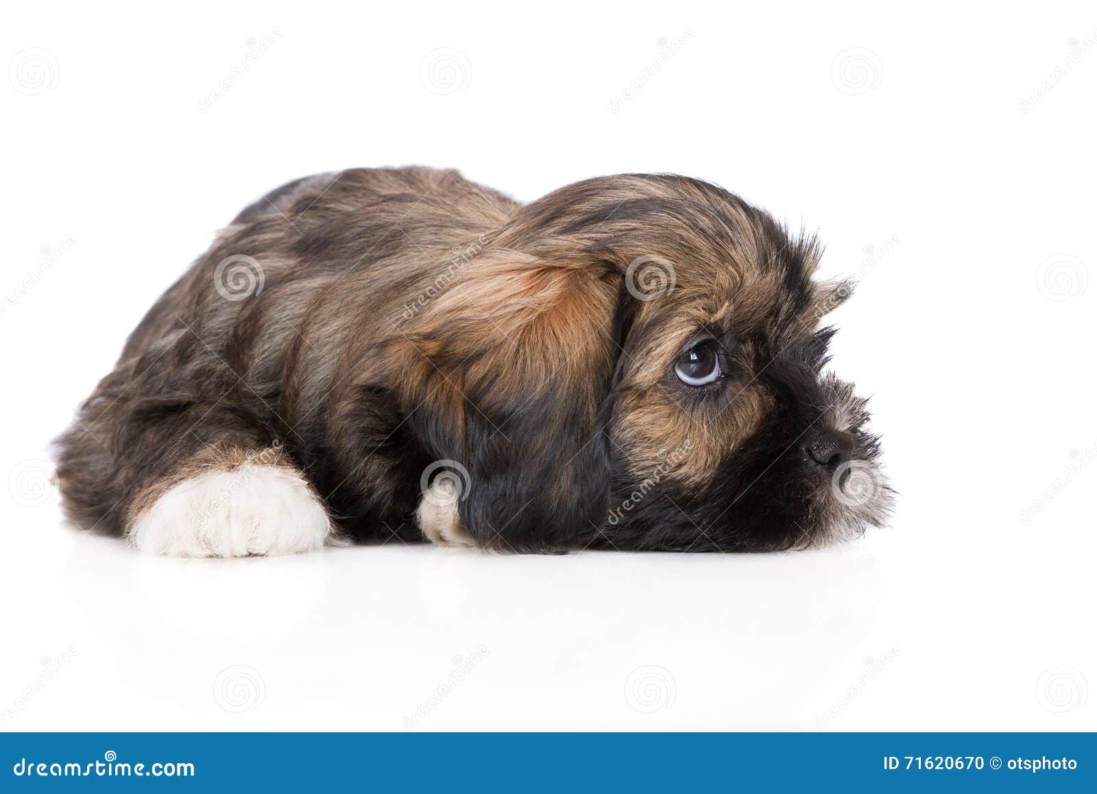 Brown lhasa apso puppy stock photo. Image of pretty, long - 71620670