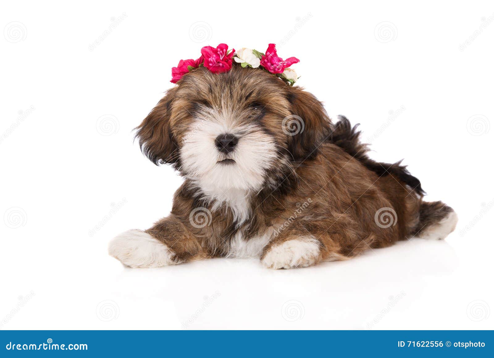 Brown lhasa apso puppy stock photo. Image of haired, animal - 71622556