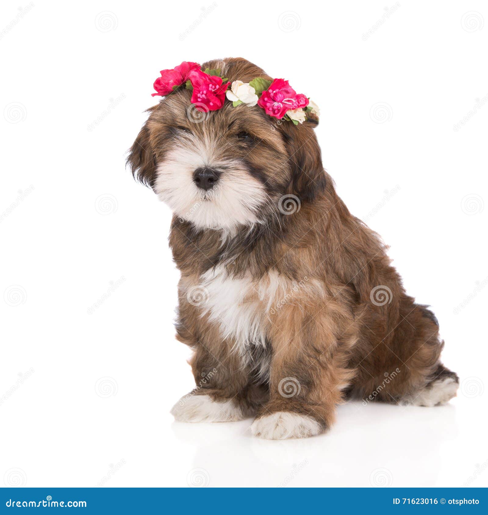 Brown lhasa apso puppy stock photo. Image of lhasa, isolated - 71623016