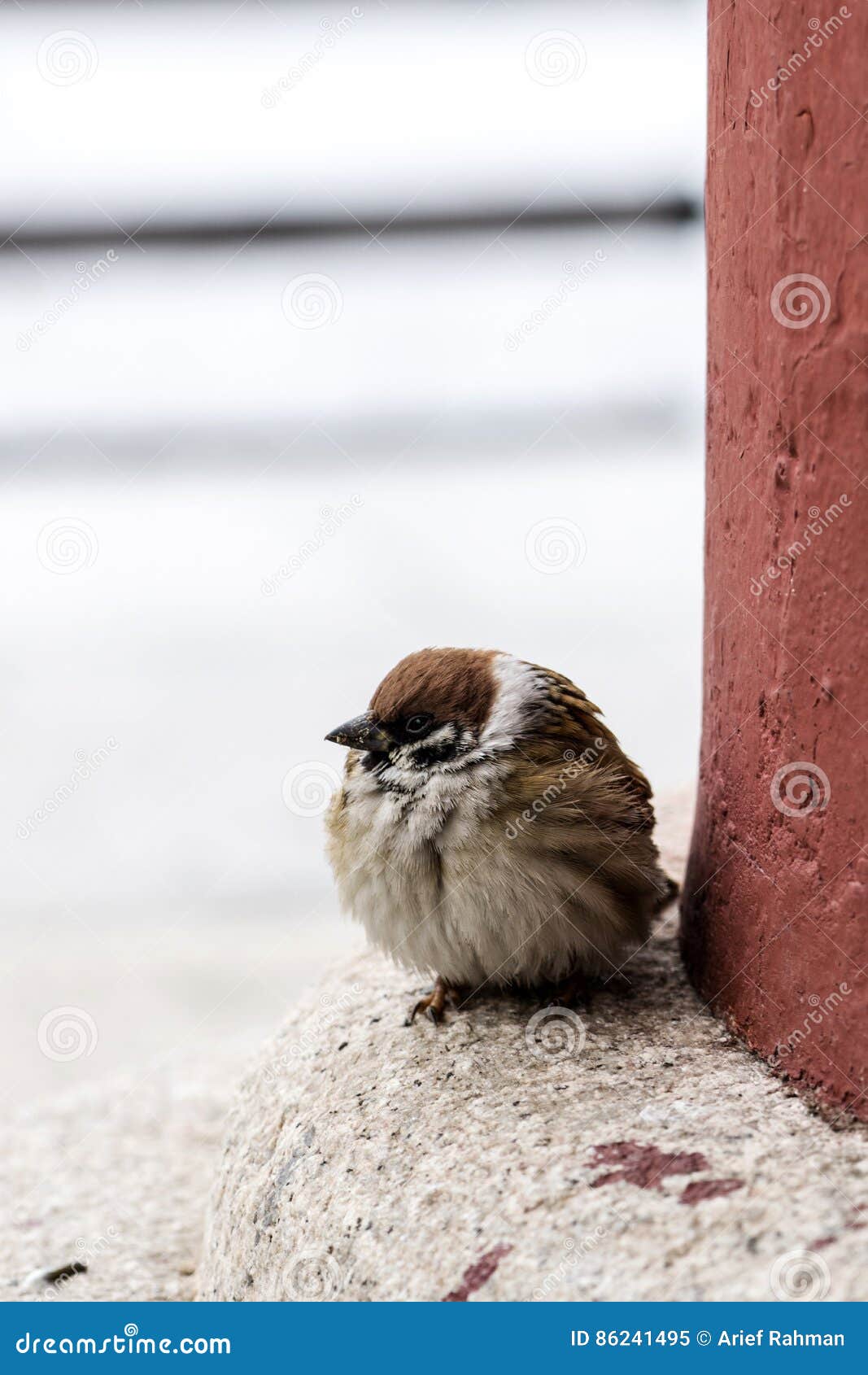 Little bird stock image. Image of feather, birdwatching - 86241495