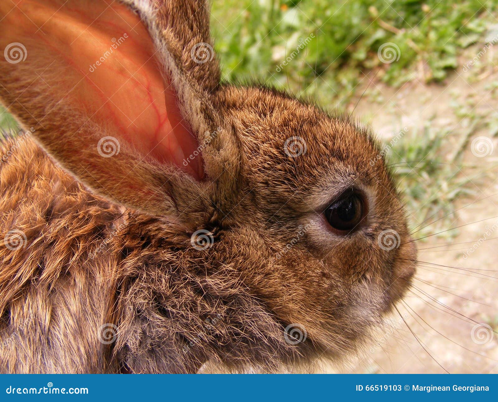 Brown little bunny stock image. Image of cute, farm, lagomorphs - 66519103
