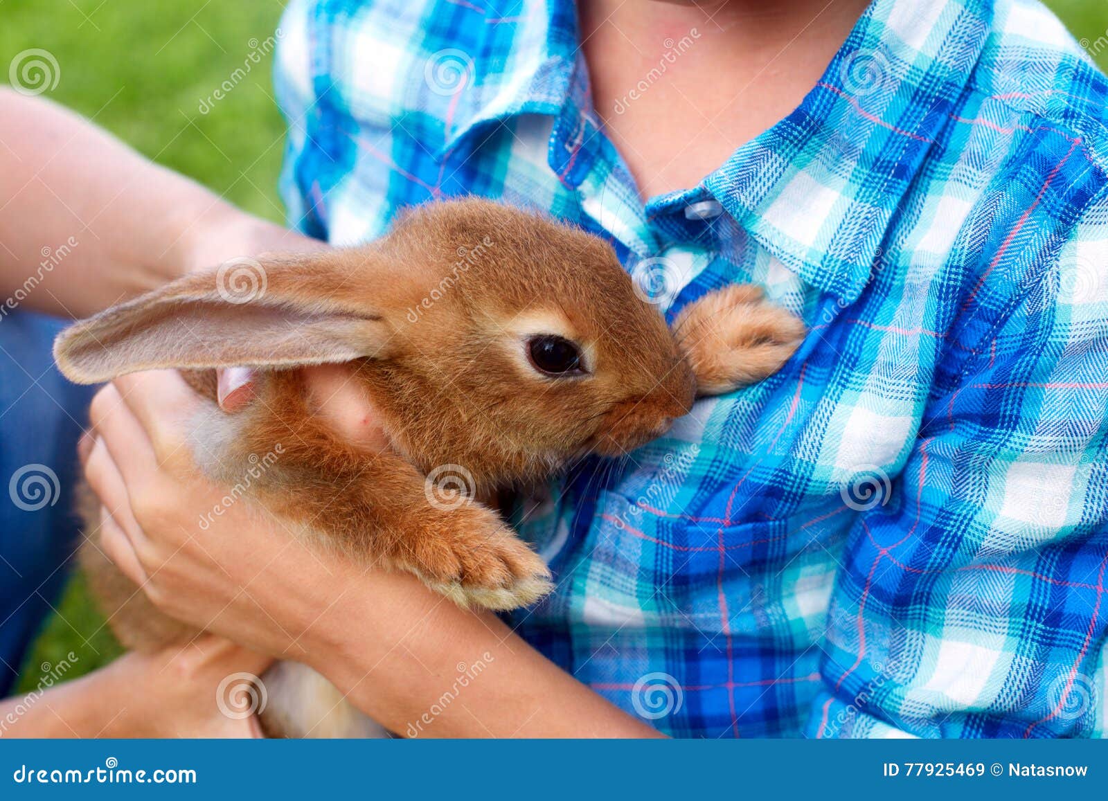 Brown Little Hare Sits in Mans Hands. Stock Image - Image of childhood ...