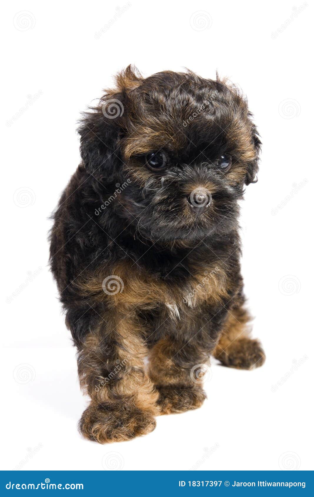 Brown Little Havanese Puppy Stock Image - Image of pedigreed, maltese ...
