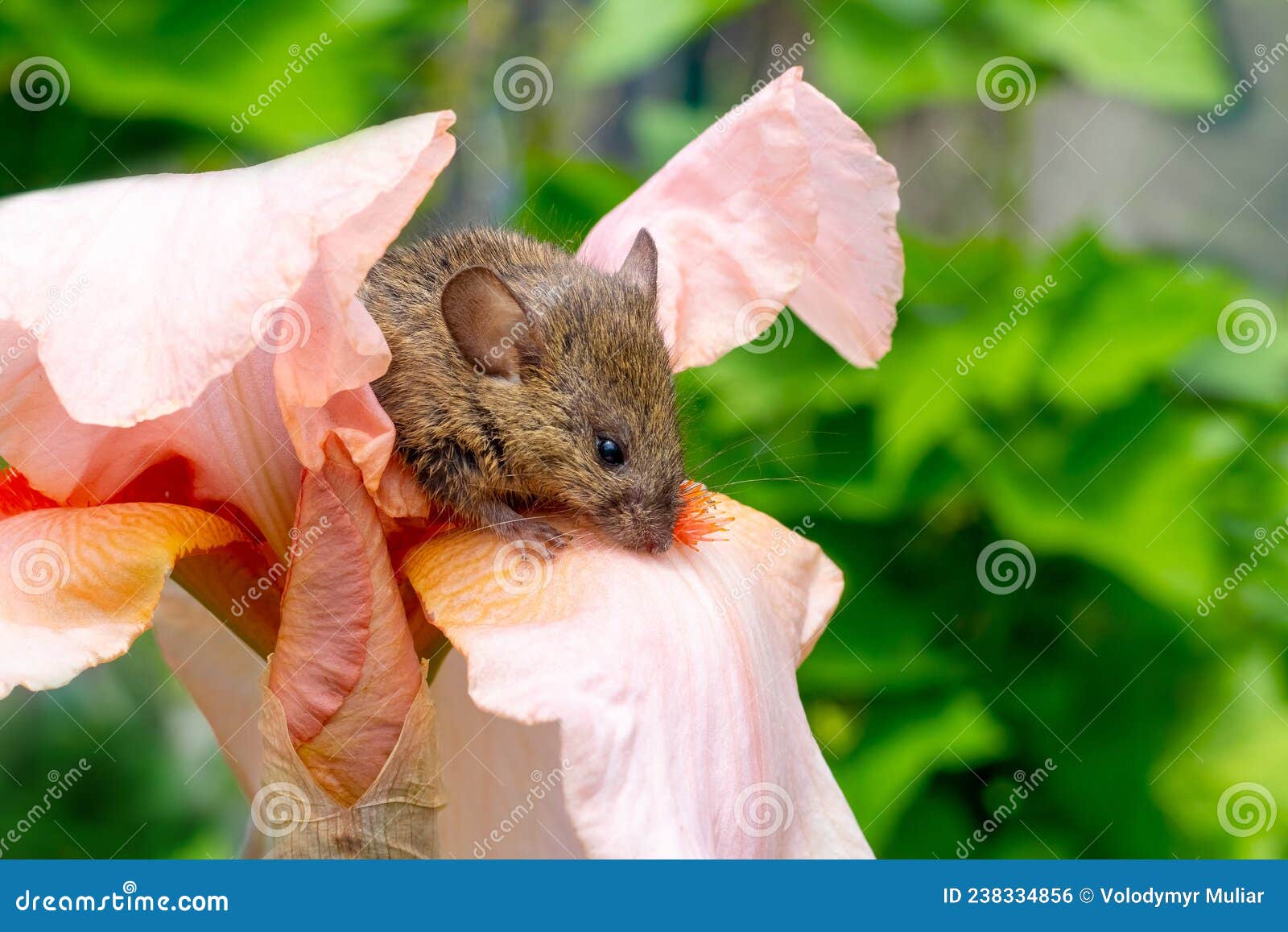 Brown Little Mouse on a Flower in Sunny Weather Stock Photo - Image of ...