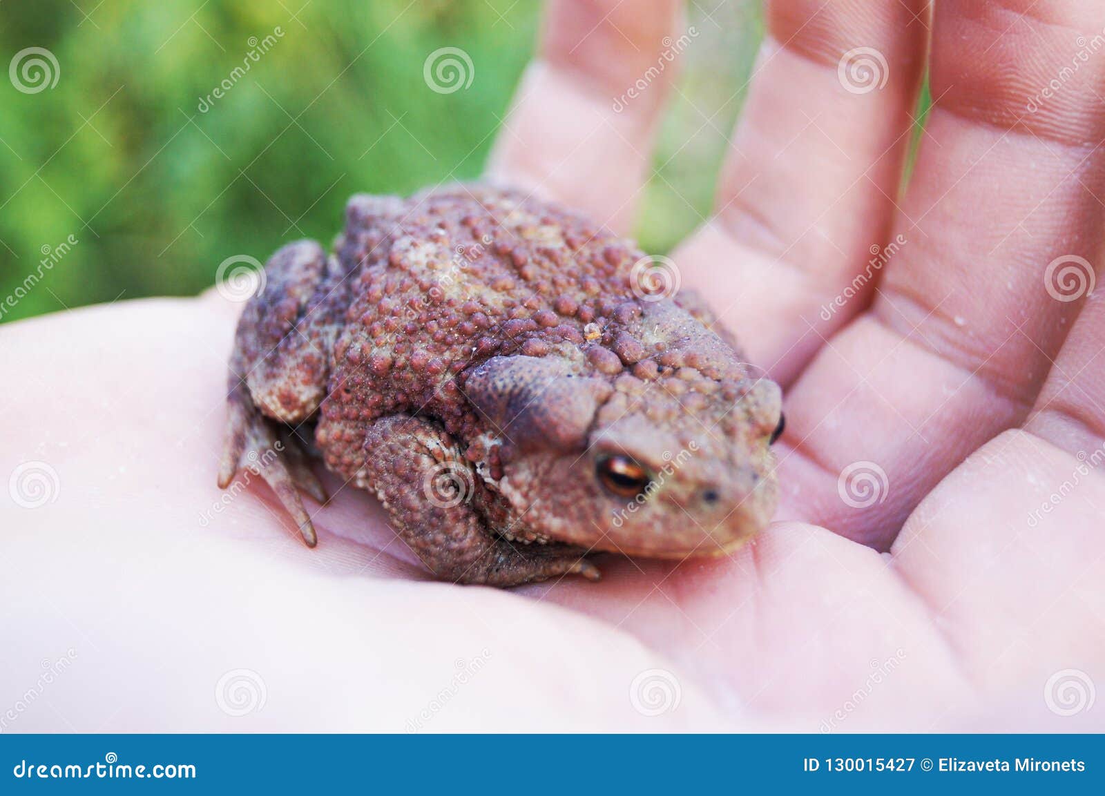 Brown little toad on hand stock image. Image of amphibian - 130015427