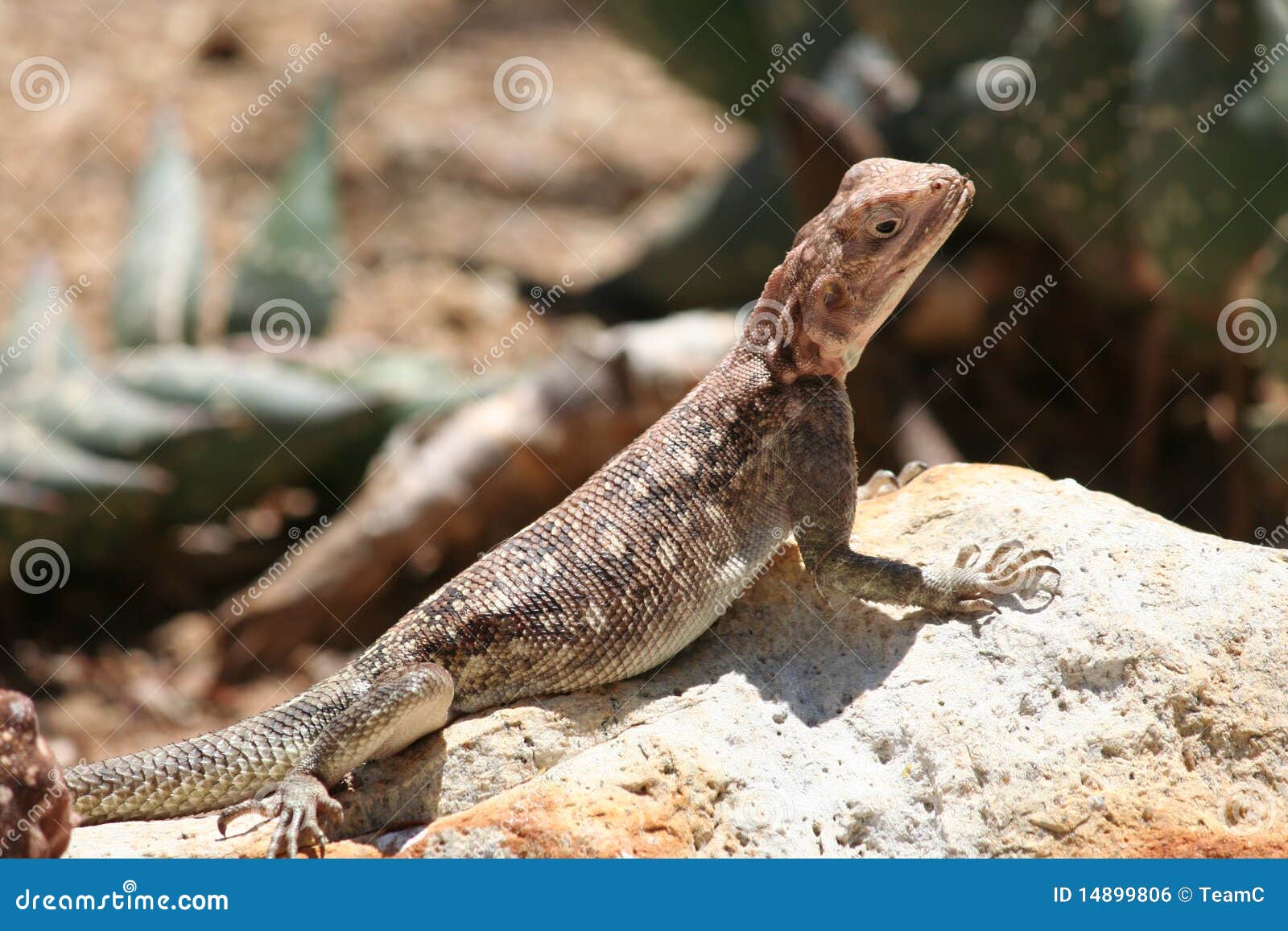 Brown Lizard,tree Lizard, Details Of Lizard Skin Stick On The Tree ...