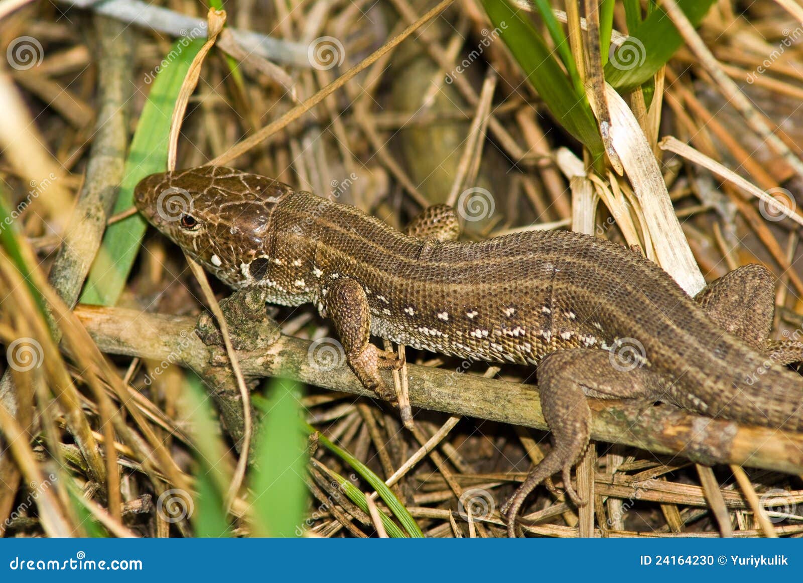 Brown lizard stock photo. Image of wild, hide, outdoor - 24164230