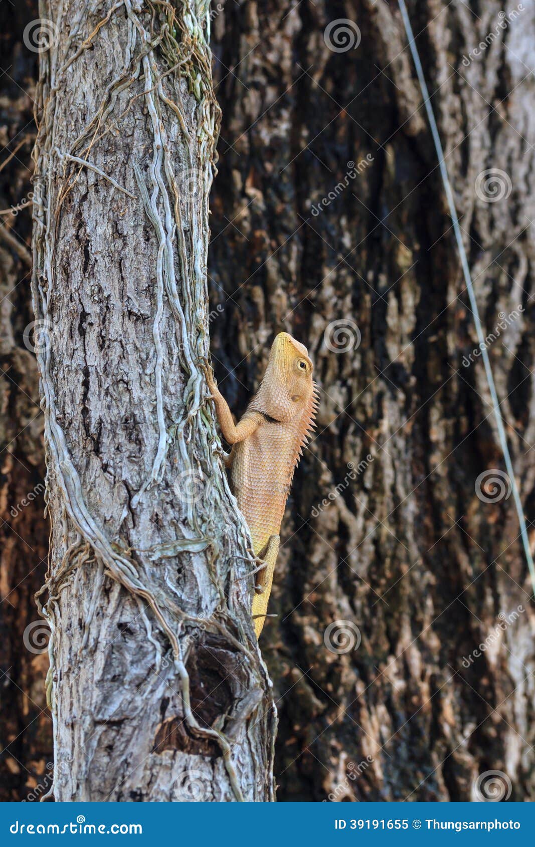 Brown Lizard, Asian Lizard or Tree Lizard Stock Image - Image of ...