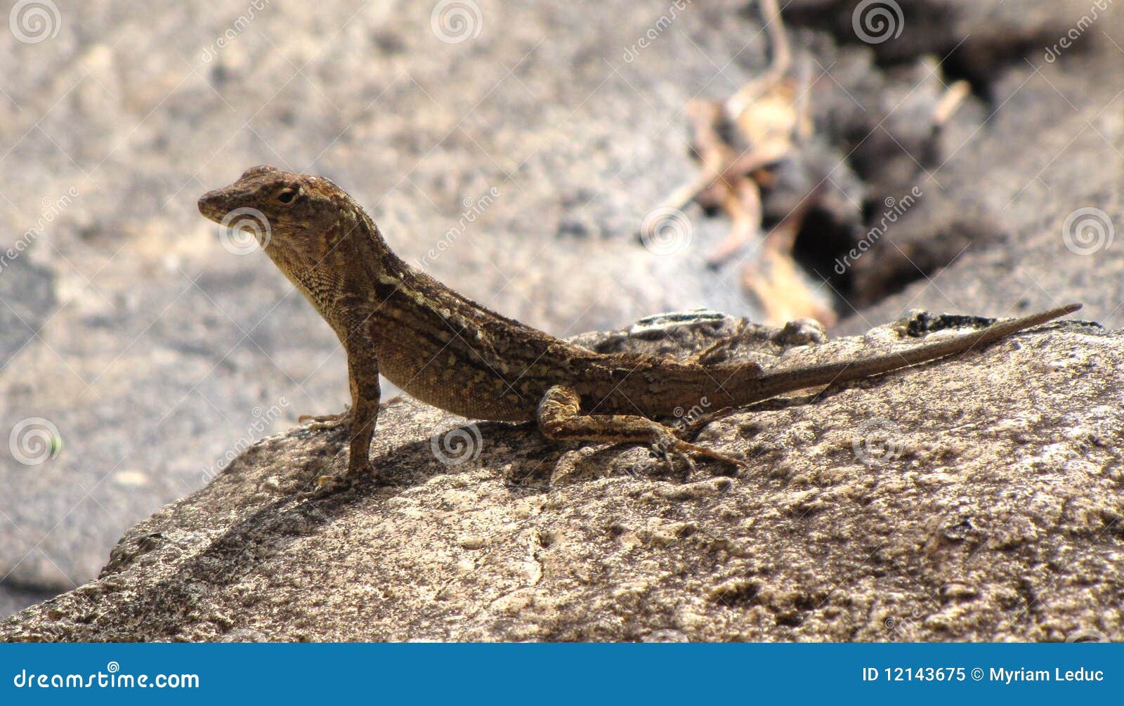 Brown Lizard Basking in the Sun Stock Image - Image of lacertidae ...