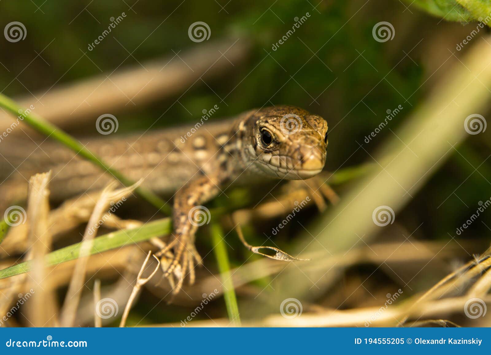 Brown Lizard Basking in the Sun, Summer Day Stock Image - Image of ...