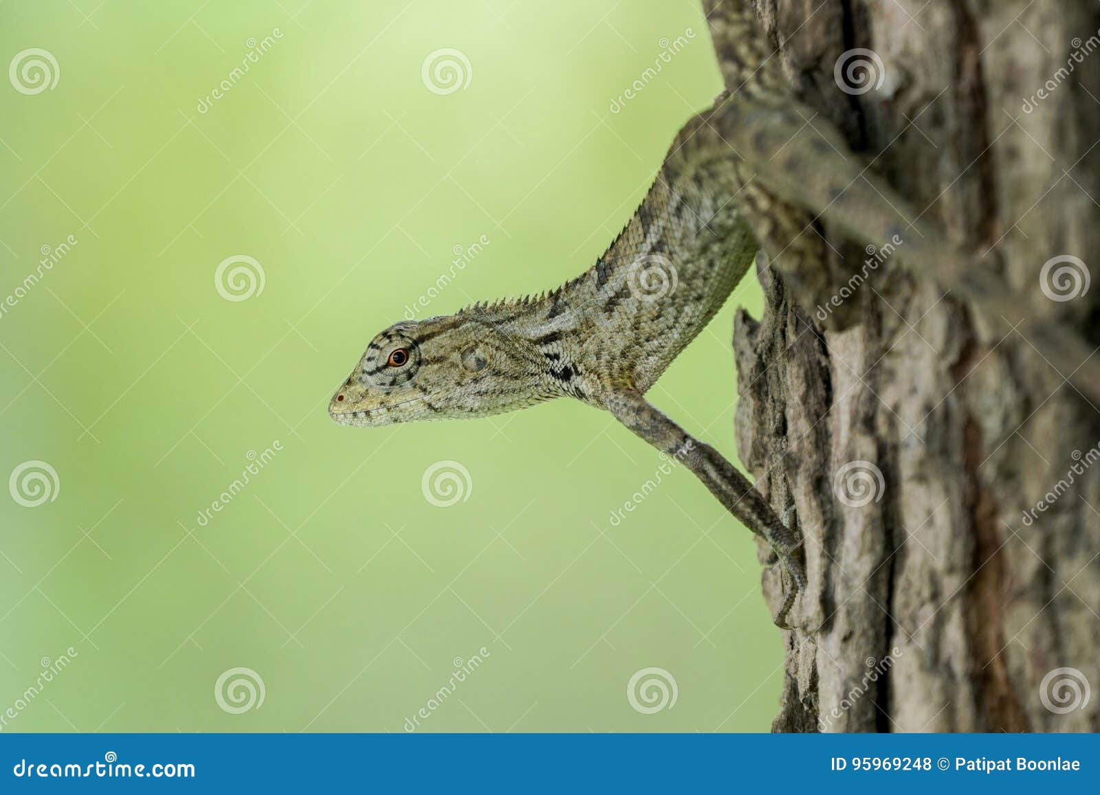 Brown Lizard Camouflaging on a Tree Stock Photo - Image of detail ...
