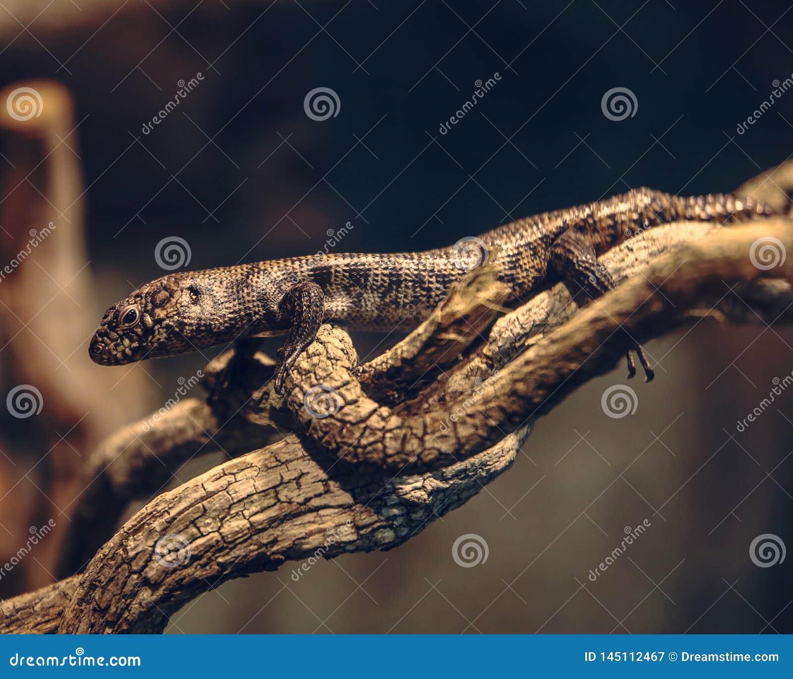 Brown Lizard Climbing on a Plant Bark Stock Image - Image of looking ...