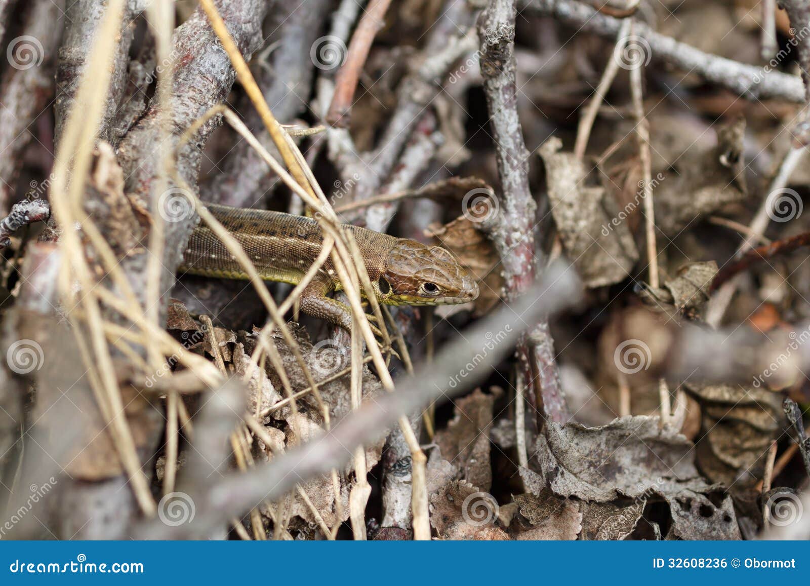 Brown lizard stock photo. Image of small, outdoors, wildlife - 32608236