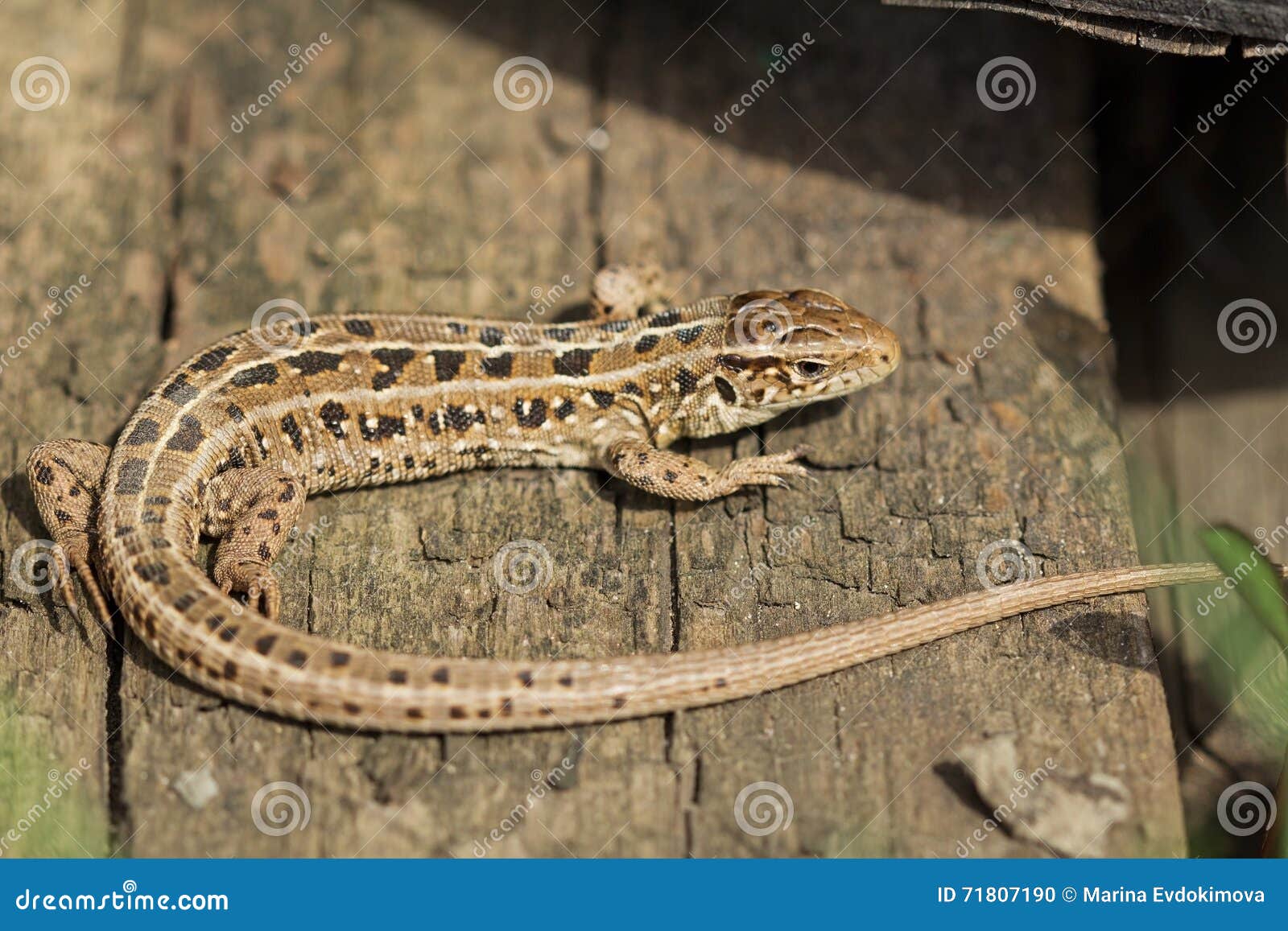 The Brown Lizard, Lacerta Agilis. Russia. Stock Photo - Image of ...