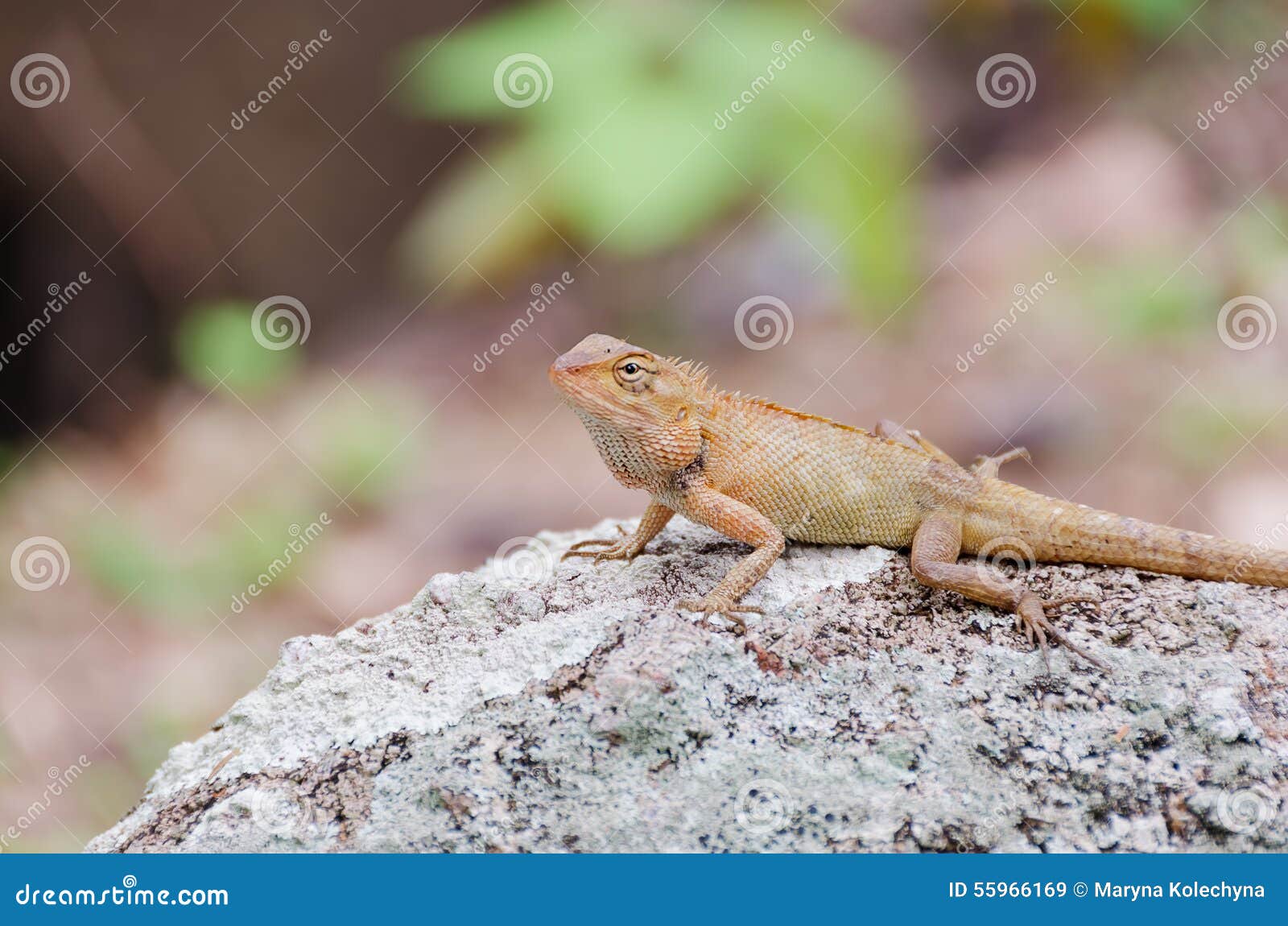 Brown lizard stock image. Image of crawling, lizard, closeup - 55966169