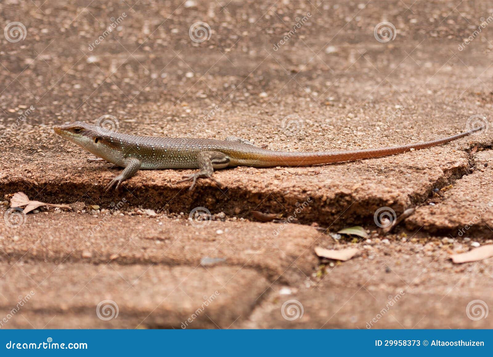 Brown Lizard Laying on Rock Stock Image - Image of brown, outdoor: 29958373