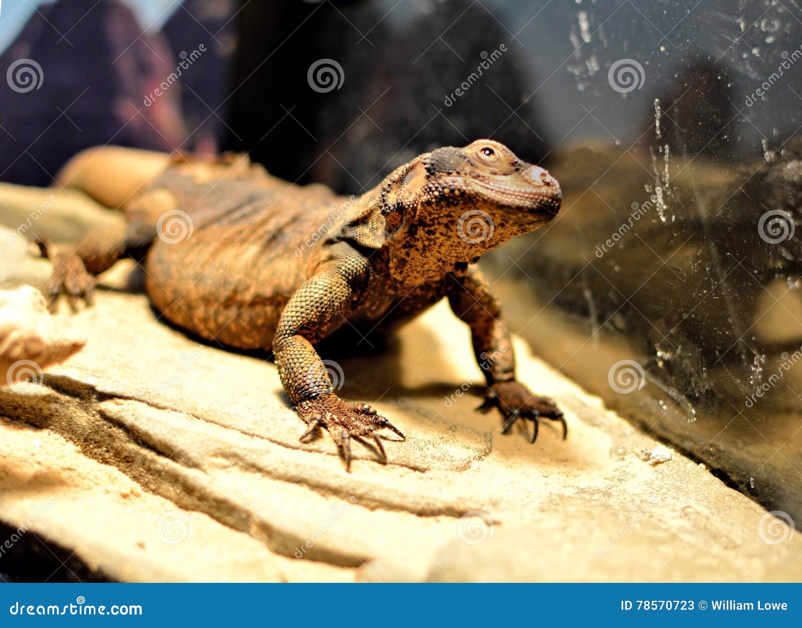 Brown Lizard Looking Up and Thinking Stock Image - Image of meditates ...