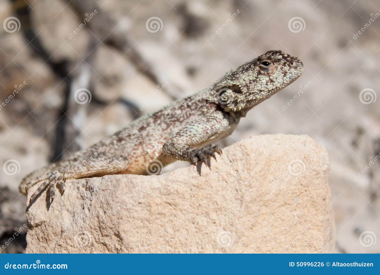 Brown Lizard Lying in the Heat of the Sun on Rock Stock Photo - Image ...