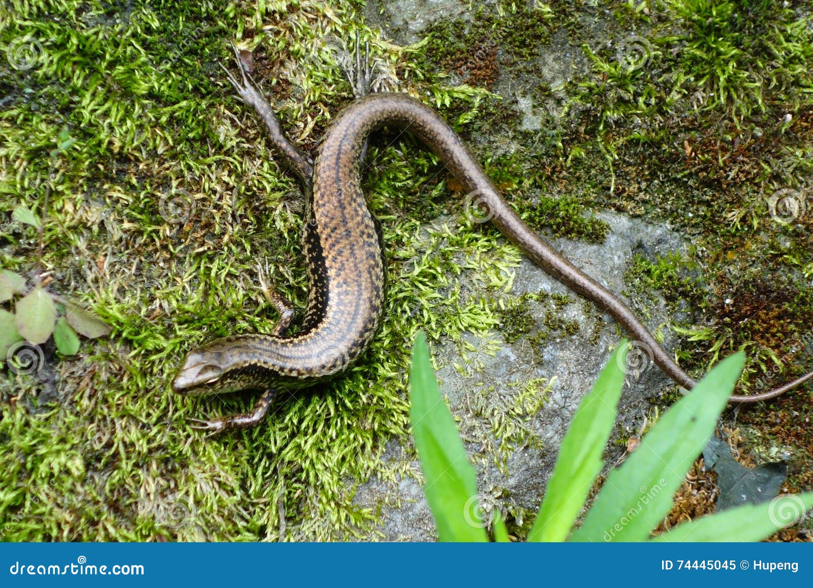 Brown Lizard Skin, Abstrat Leather Texture For Background. Stock ...