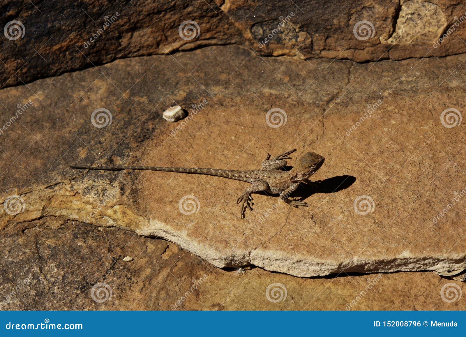 Lizard Basking in the Sun in the Australian Outback Stock Photo - Image ...
