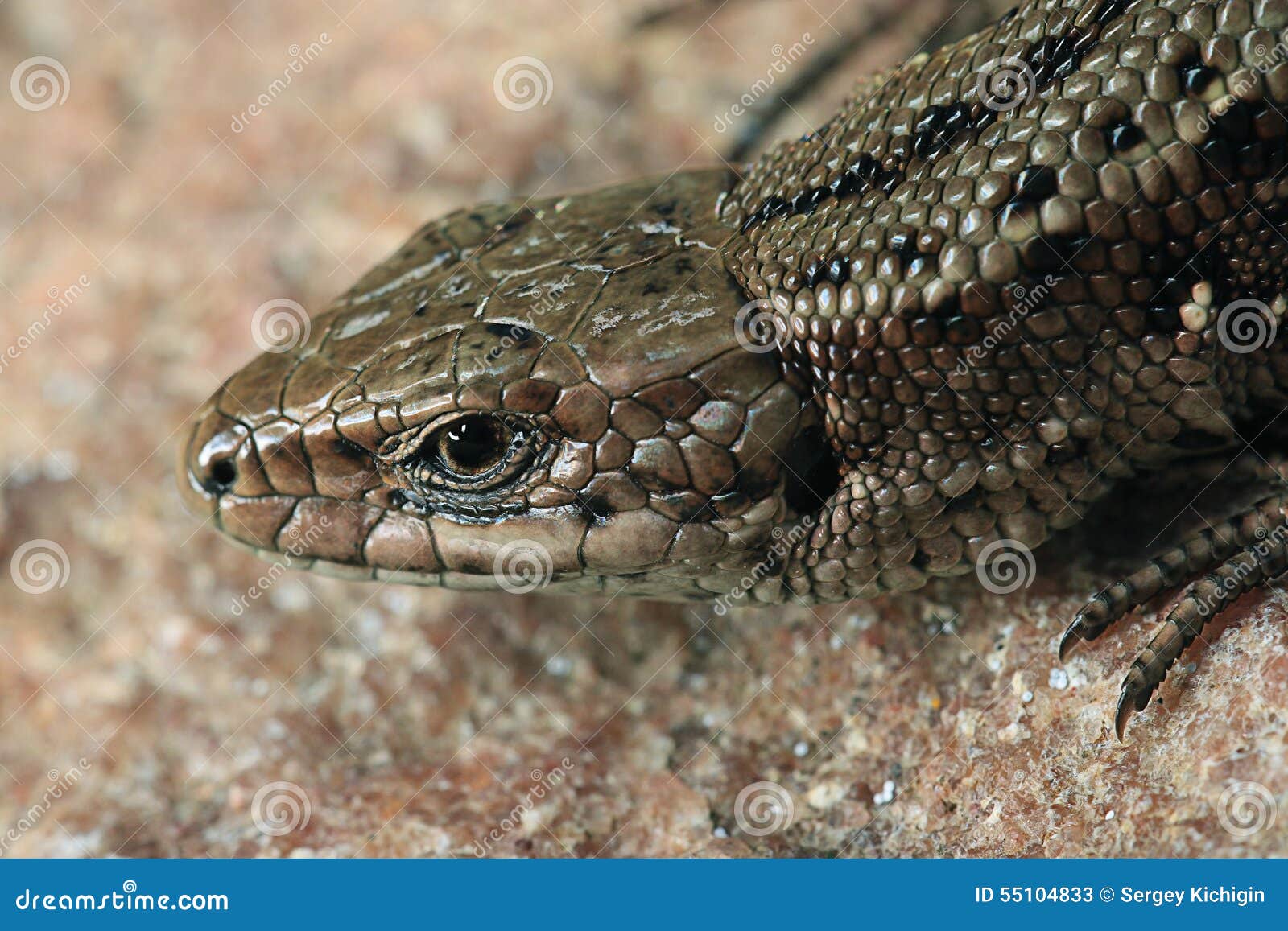 Brown lizard stock image. Image of eyes, iguana, orange - 55104833