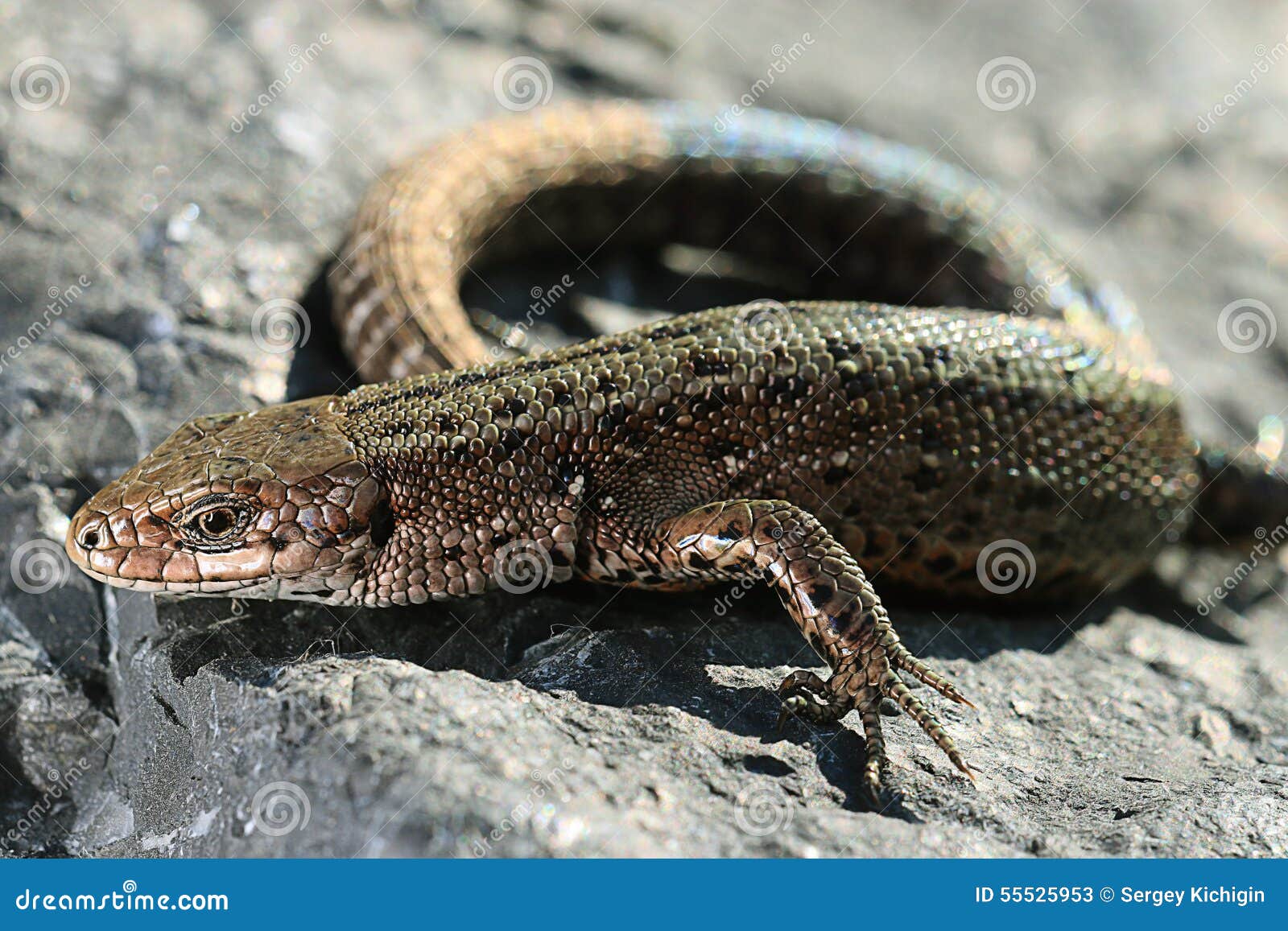 Brown Lizard,tree Lizard, Details Of Lizard Skin Stick On The Tree ...
