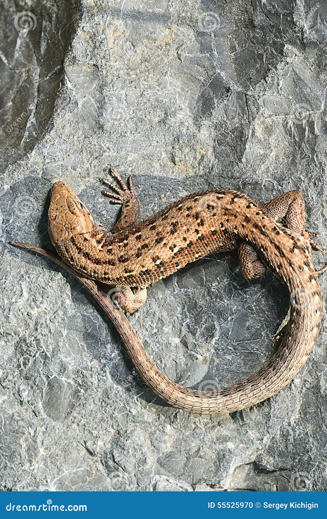 Brown lizard stock photo. Image of asia, camouflage, lizard - 55525970