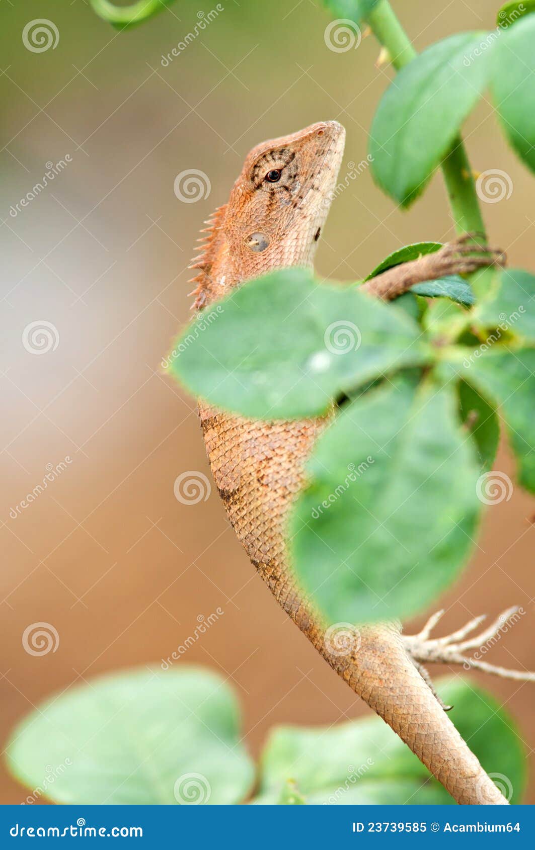 A Brown Lizard on the Rose Tree Branch Stock Image - Image of lizzard ...