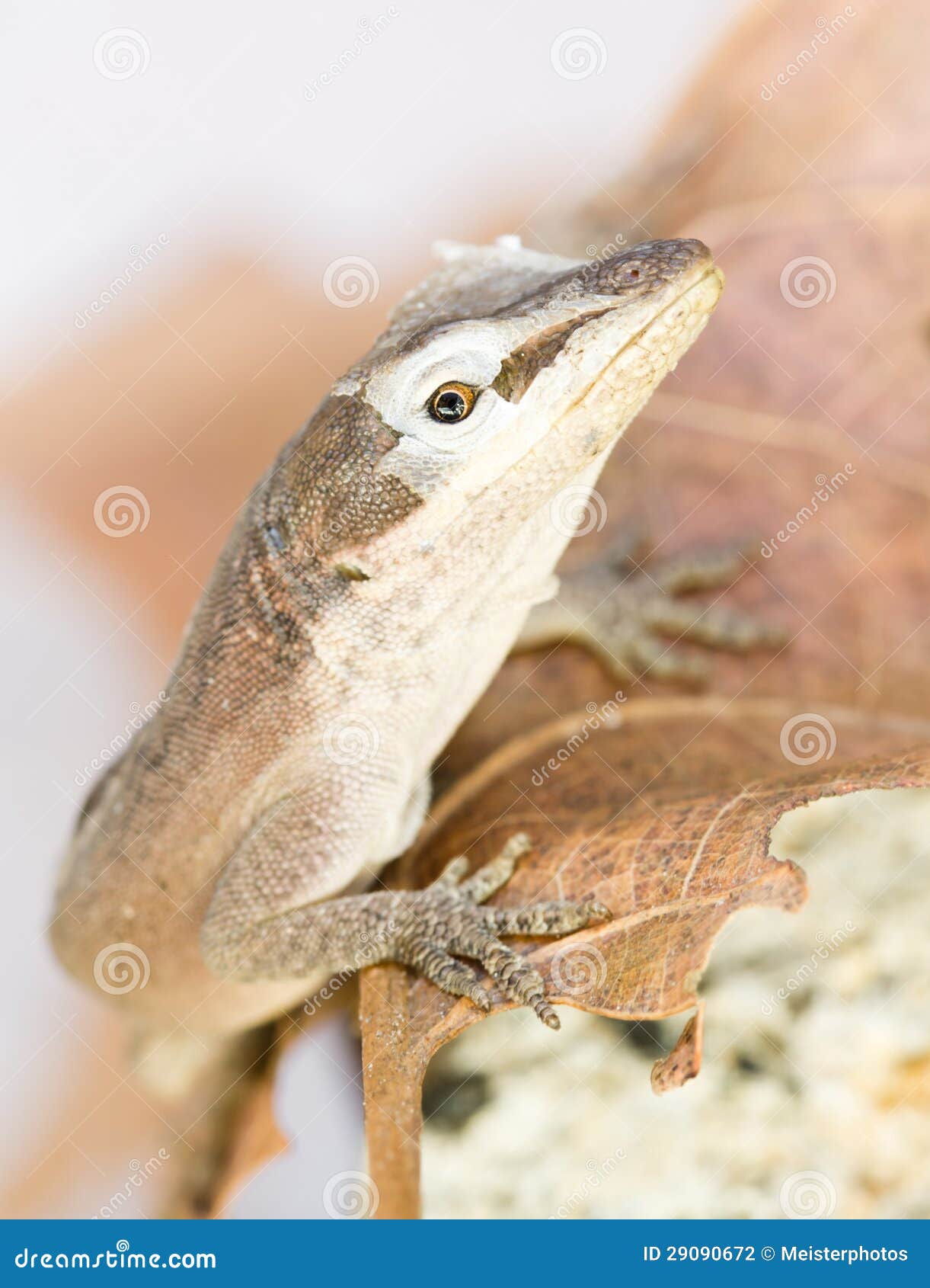 Brown lizard shedding stock photo. Image of shedding - 29090672