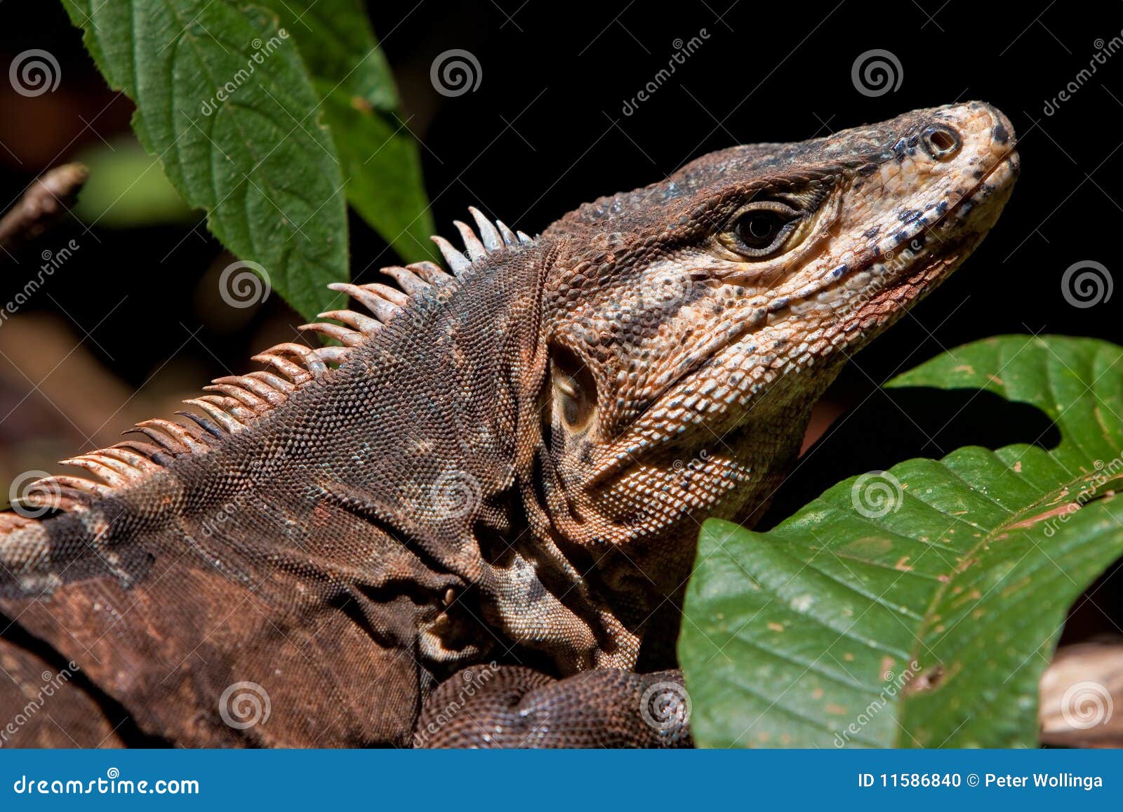 Brown Lizard Skin, Abstrat Leather Texture For Background. Stock ...