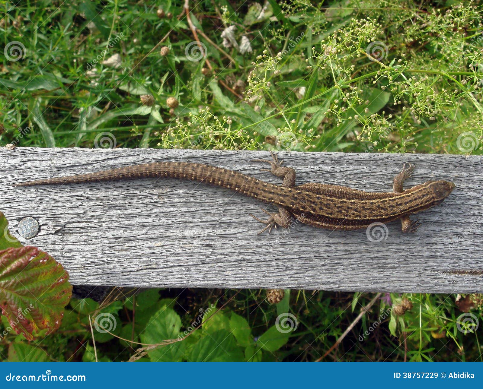 Brown lizard stock image. Image of brown, descendants - 38757229