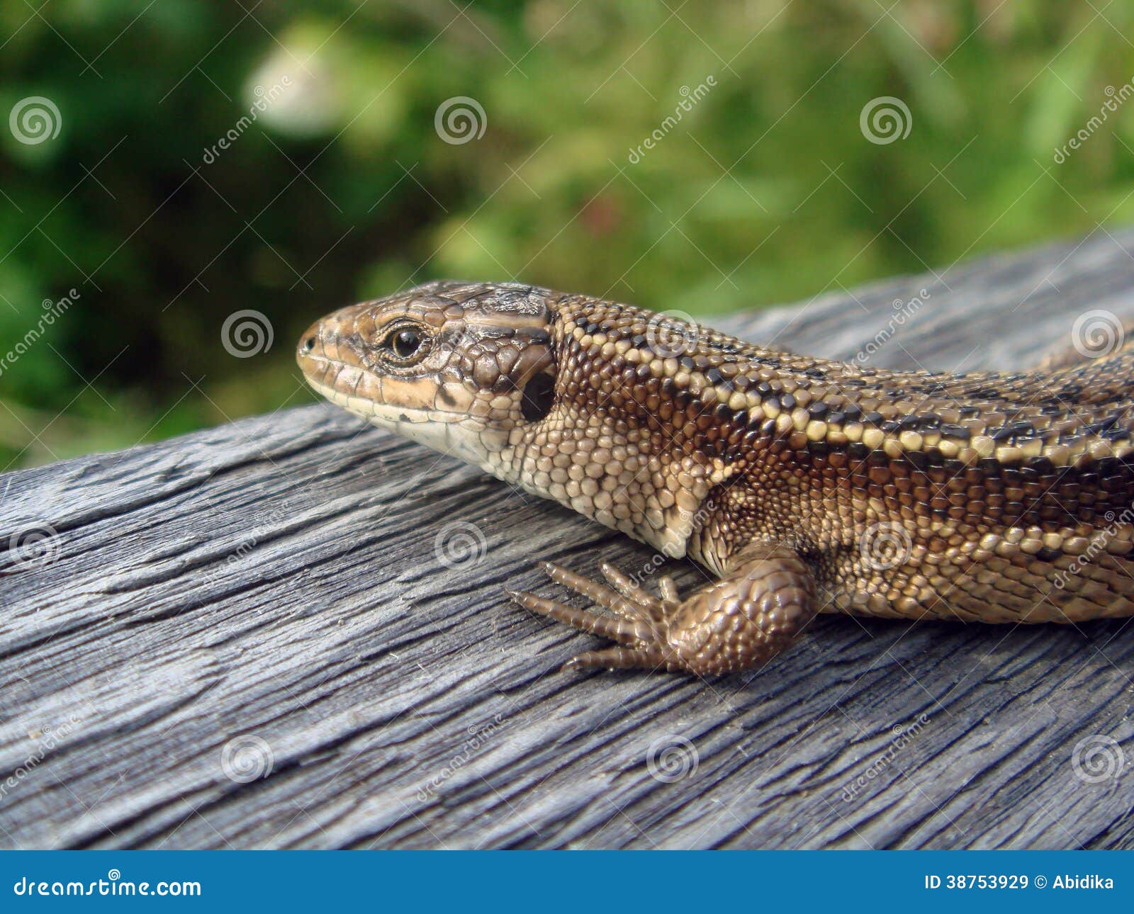 Brown lizard stock image. Image of reptile, closeup, lizard - 38753929
