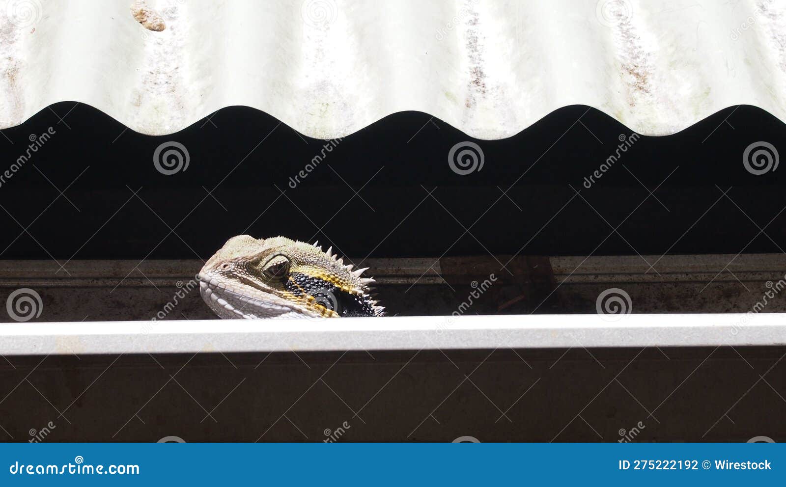 A Lizard that is Perched on a Ledge Under a Roof Stock Photo - Image of ...