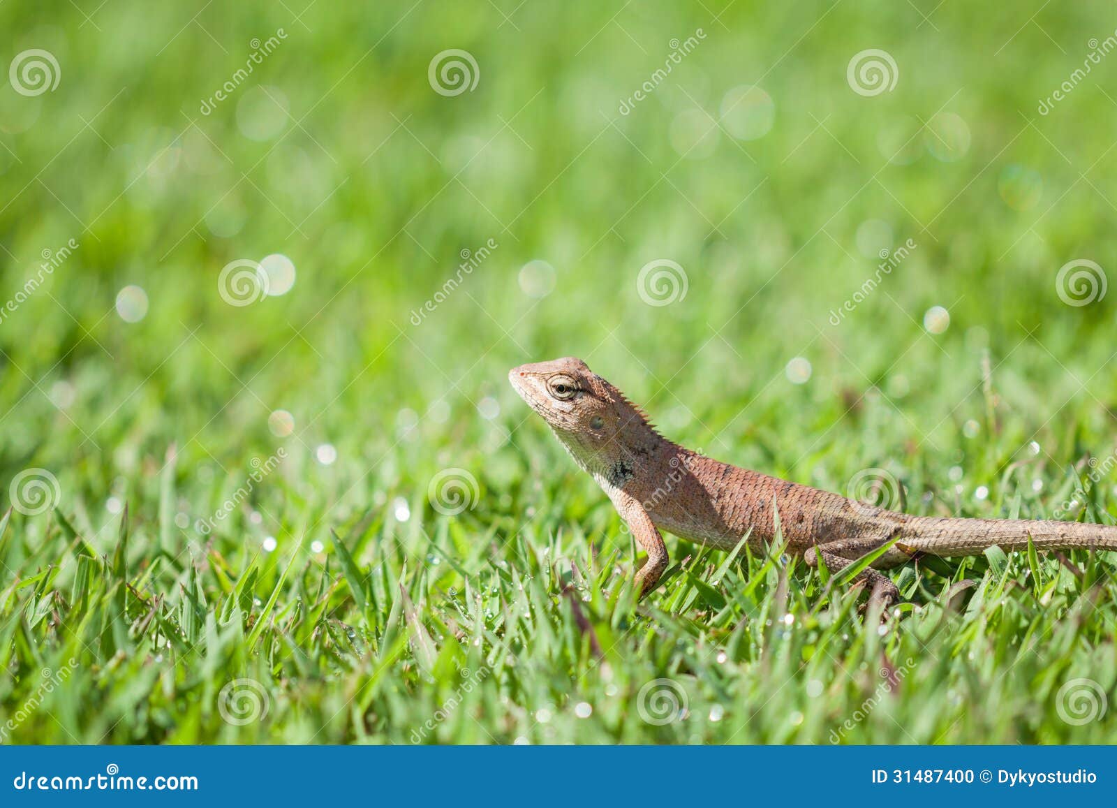 Brown Lizard Standing on Grass with Bokeh Stock Photo - Image of long ...