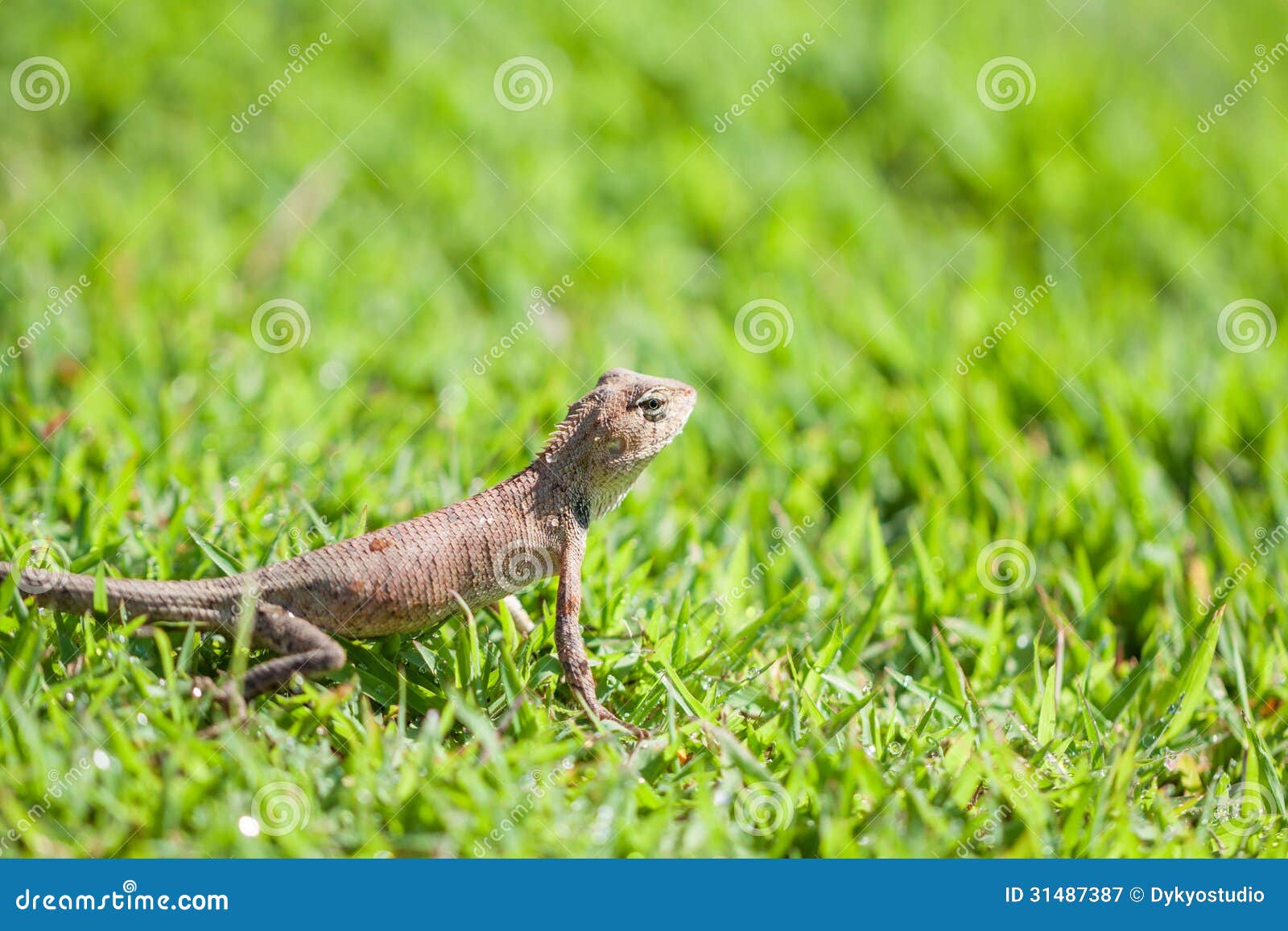 Brown Lizard Standing on Grass Stock Image - Image of beauty, boulenger ...