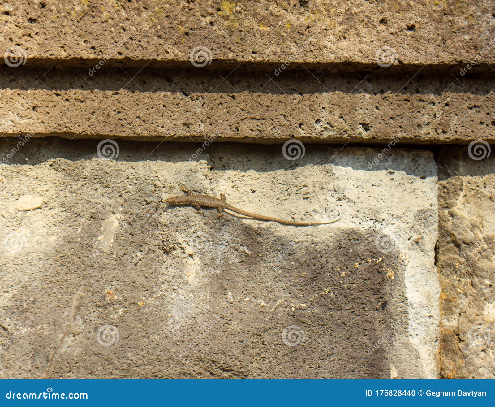 The Brown Lizard on the Stone Stock Photo - Image of material ...