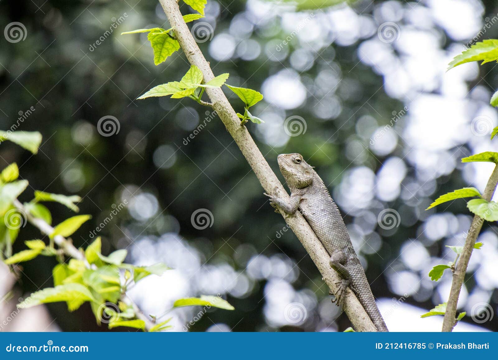 Brown Lizard, Tree Lizard, Details of Lizard Skin Stick on the Tree ...