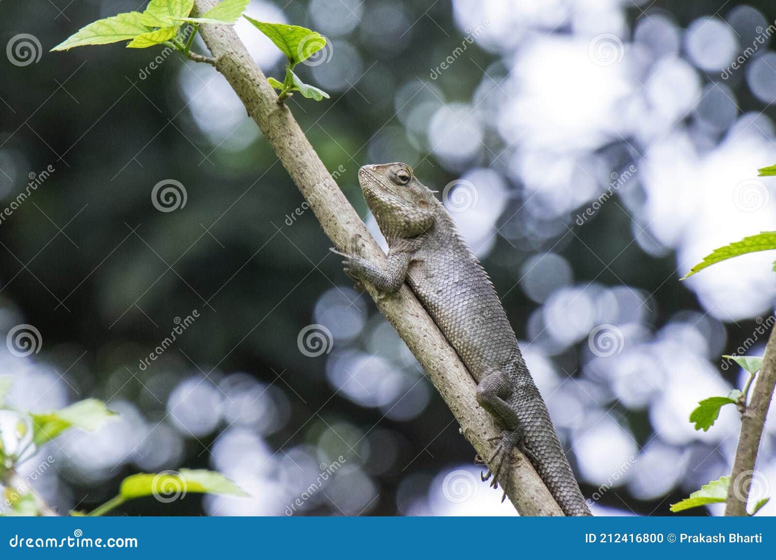 Brown Lizard, Tree Lizard, Details of Lizard Skin Stick on the Tree ...