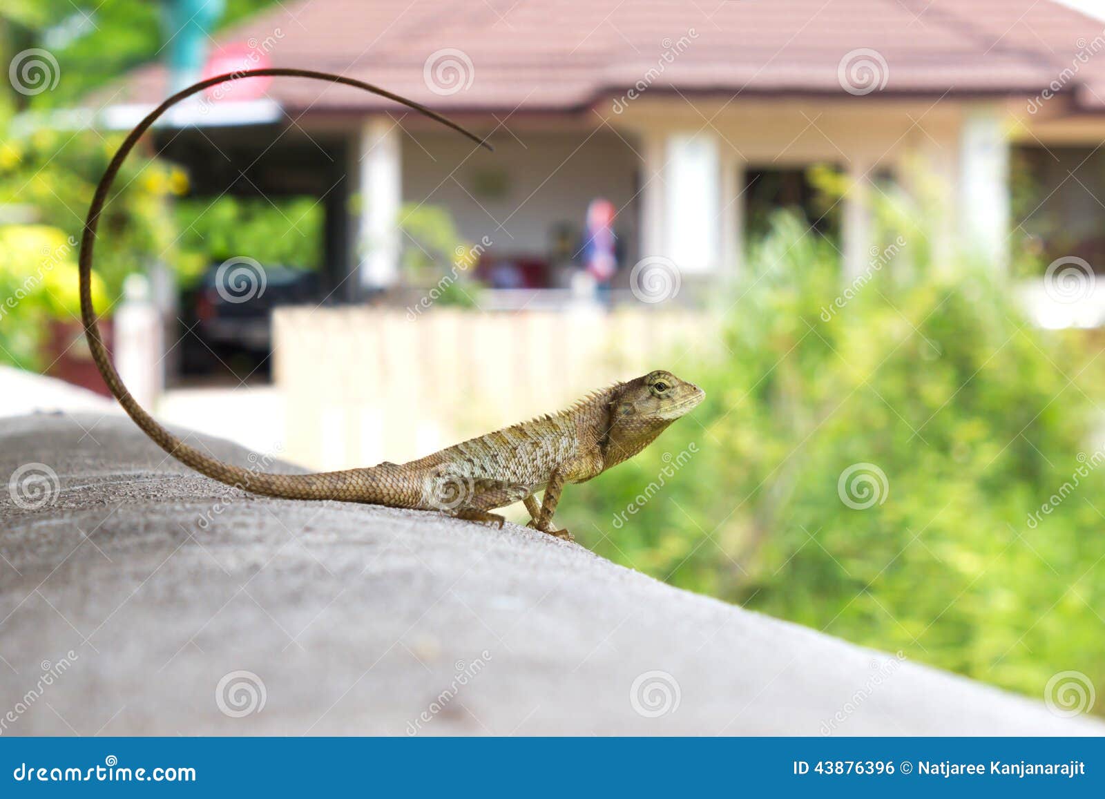 Brown lizard,tree lizard. stock photo. Image of asian - 43876396